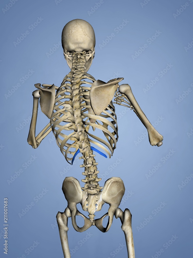 Twelfth Rib, Rib Cage, 3D Model Stock Illustration | Adobe Stock