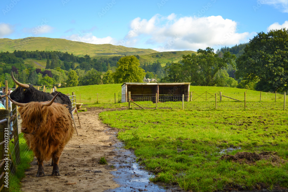 Hamish, the Highland cow, in Kilmahog, Scotland Stock Photo | Adobe Stock