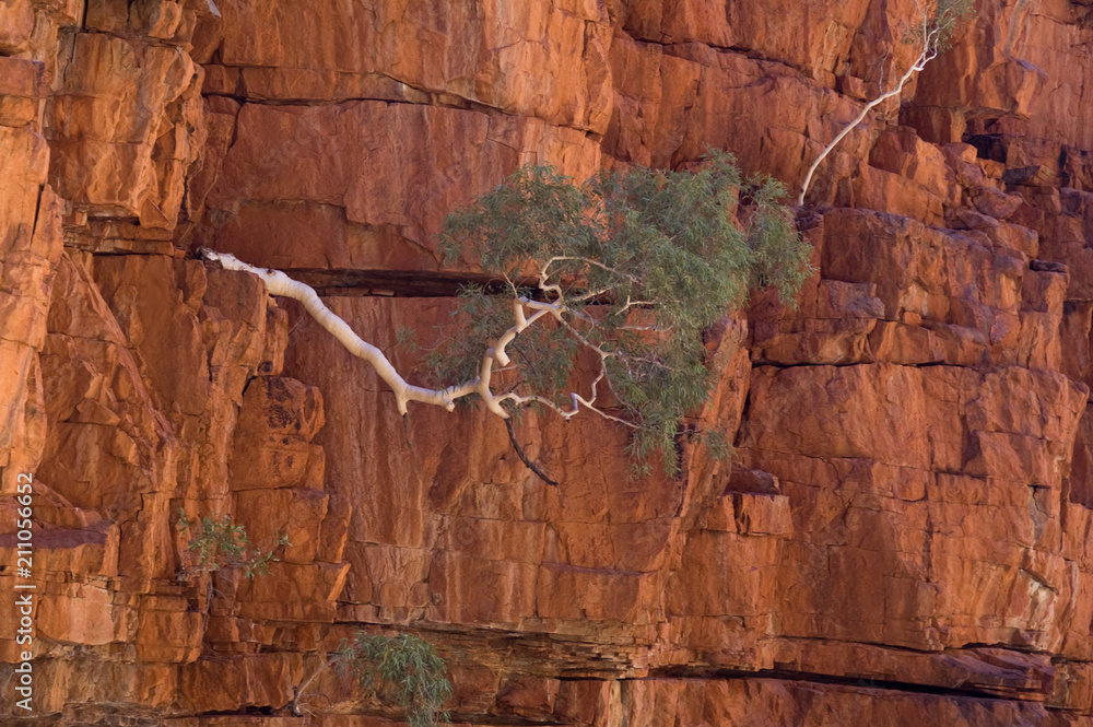 White-barked gum tree (eucalyptus) growing out of the red sandstone ...