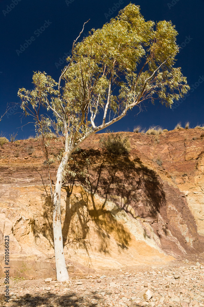 Gum tree growing in the multicoloured ochre pits. The tree is growing ...