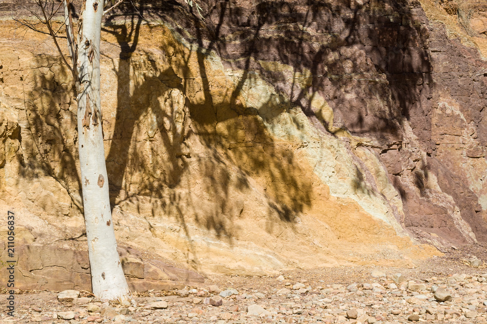 Gum tree growing in the multicoloured ochre pits. The tree is growing ...