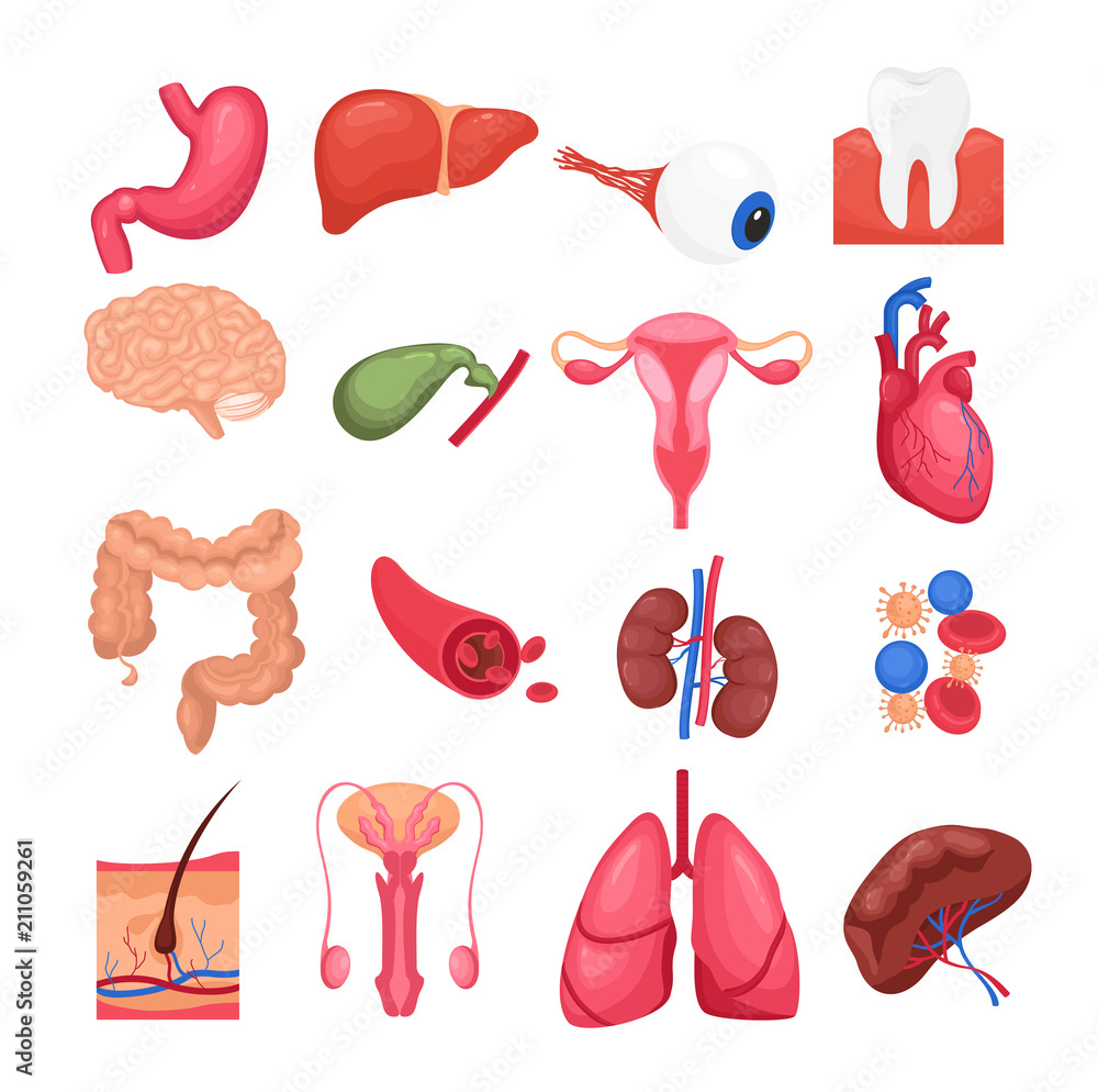 Vector illustration colorful set of human organs with liver, kidneys ...