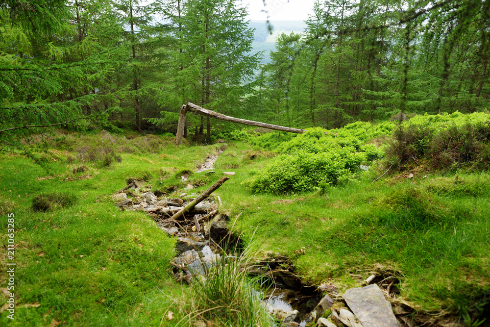 Beautiful narrow stream flowing across woodlands of Wicklow Mountains ...
