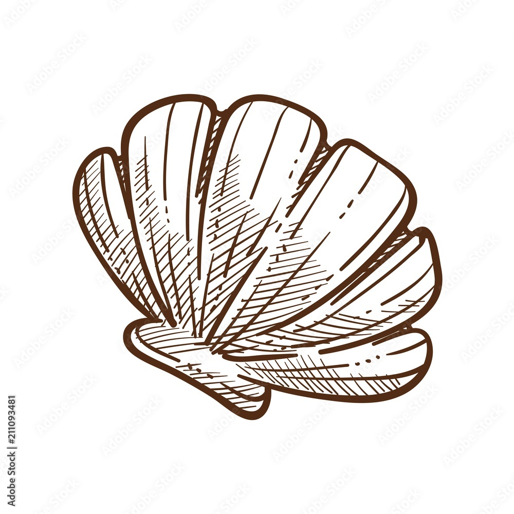 Scallop Seashell Outline