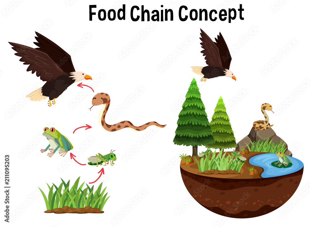 Science Food Chain Concept Stock Vector | Adobe Stock