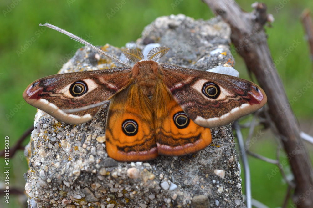 Emperor's Night Butterfly, Emperor Moth, Saturnia pavonia, Small ...