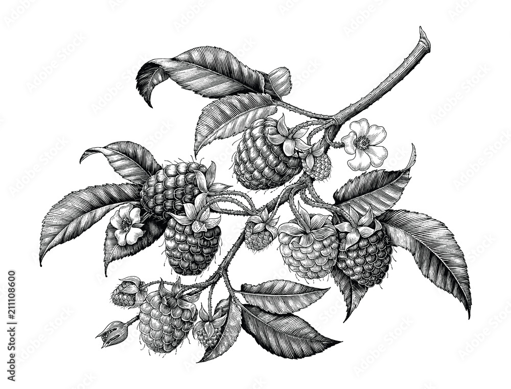 Black Raspberry Clip Art