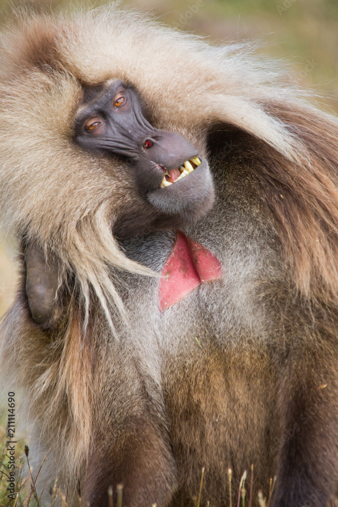 African monkeys combing pelage Stock Photo | Adobe Stock