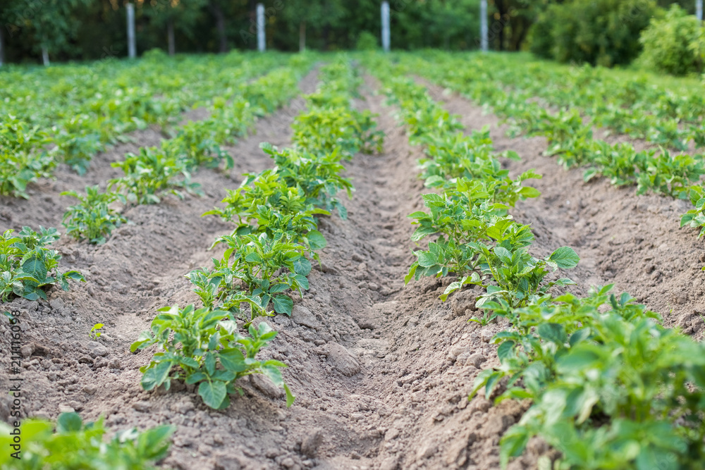 Potatoes Growing In A Field