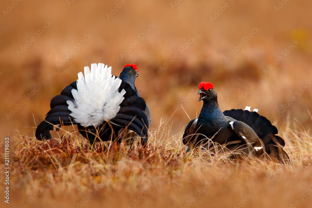 Two Black grouse fight on the bog meadow. Lekking nice bird Grouse ...