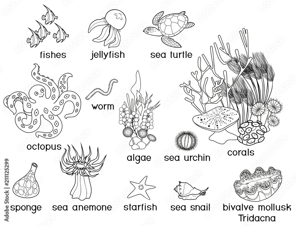 Coloring page. Different underwater marine animals with titles Stock ...