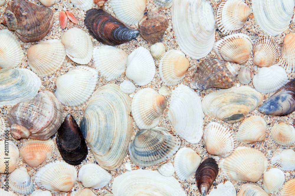 Collection of different shapes, colours and sizes of empty shells on ...