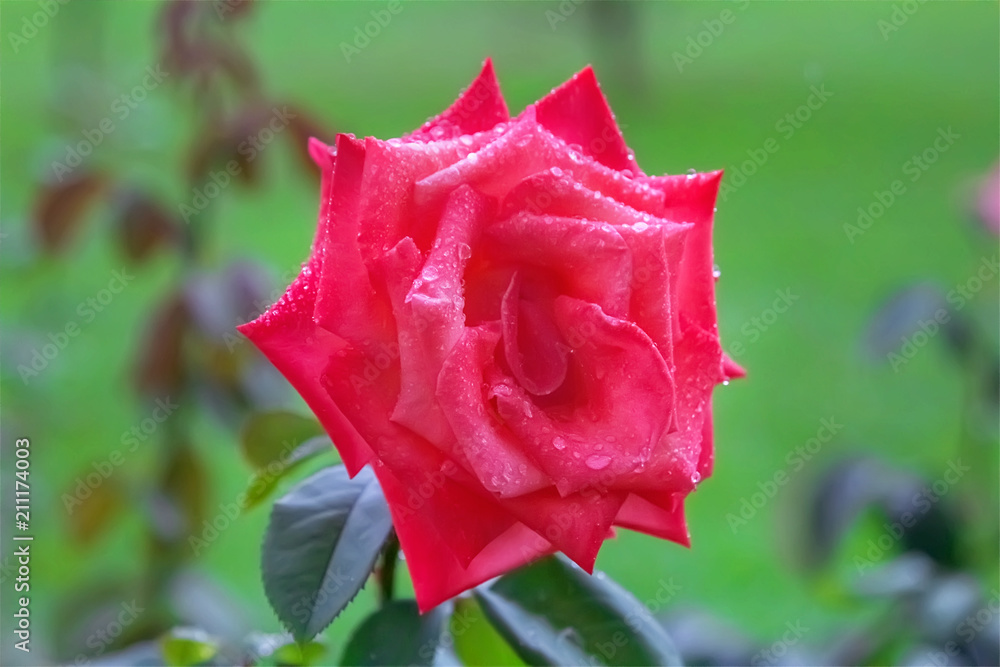 Rose Flower With Rain