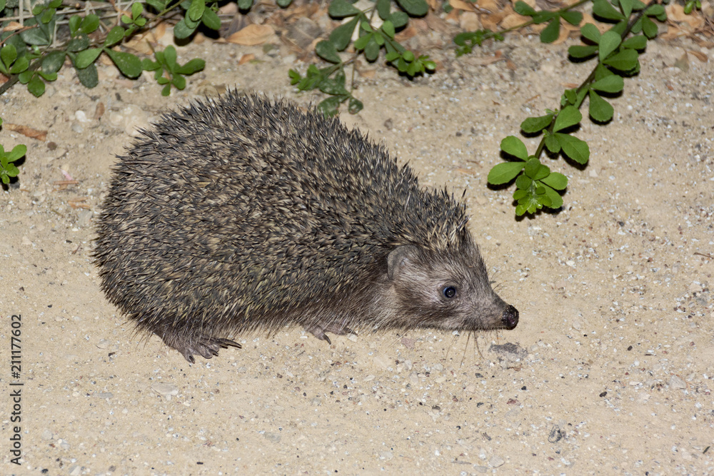 Eastern European Hedgehog