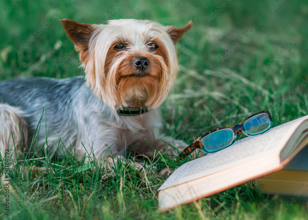 Cute pet Yorkshire terrier lying on the green grass next to an open ...
