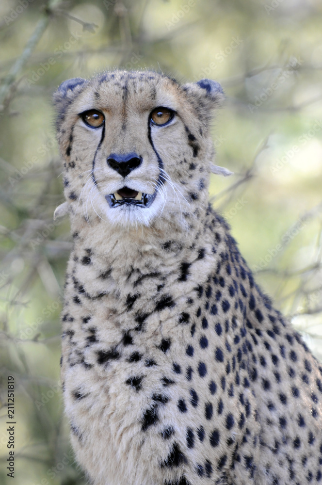Gepard (Acinonyx jubatus), Captive, Bayern, Deutschland, Europa Stock ...
