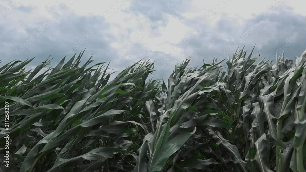 Strong wind blowing in the corn field and bending crop plants vídeo de ...
