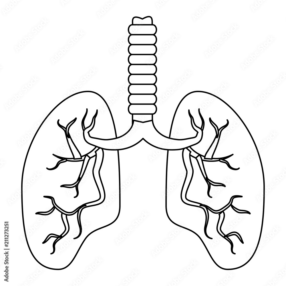 Lungs Human Clipartmag Drawing Coloring Sketch Coloring Page