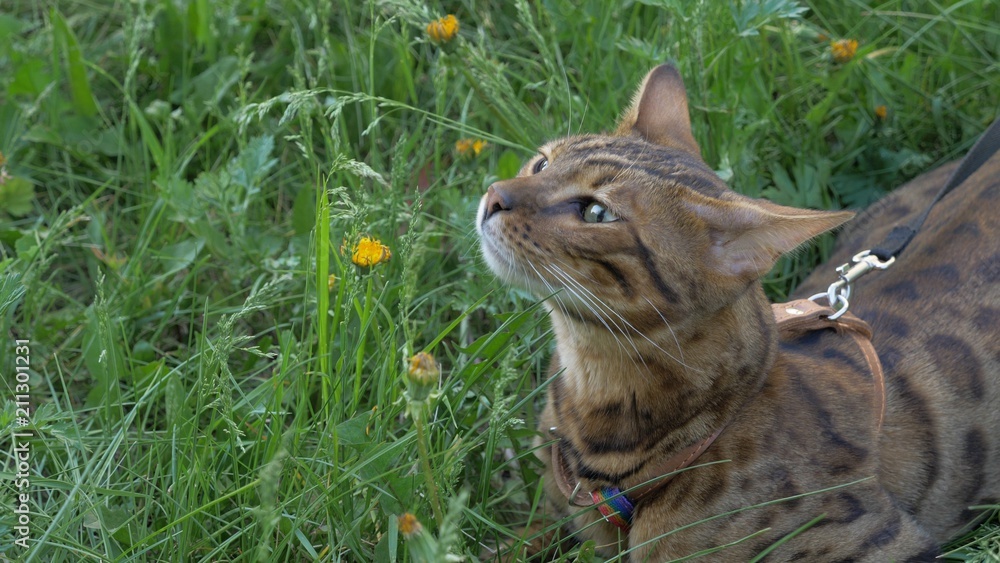 Bengal cat walks in the grass. He shows different emotions. The ears ...