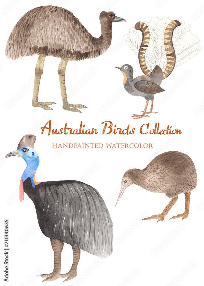 Cassowary Vs Ostrich