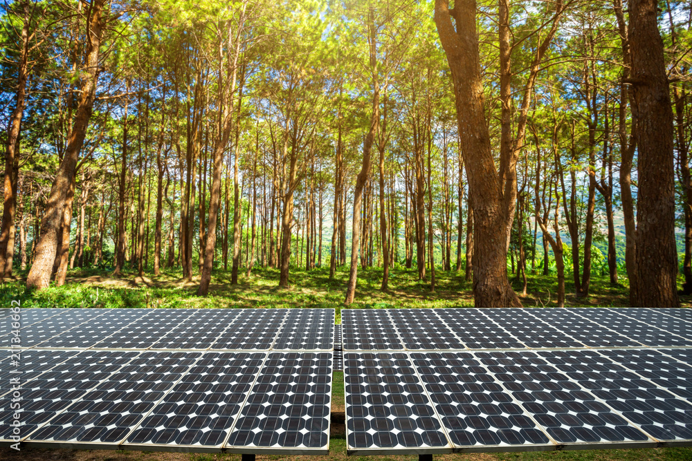 Solar panel on larch forest summer with different trees, Alternative ...