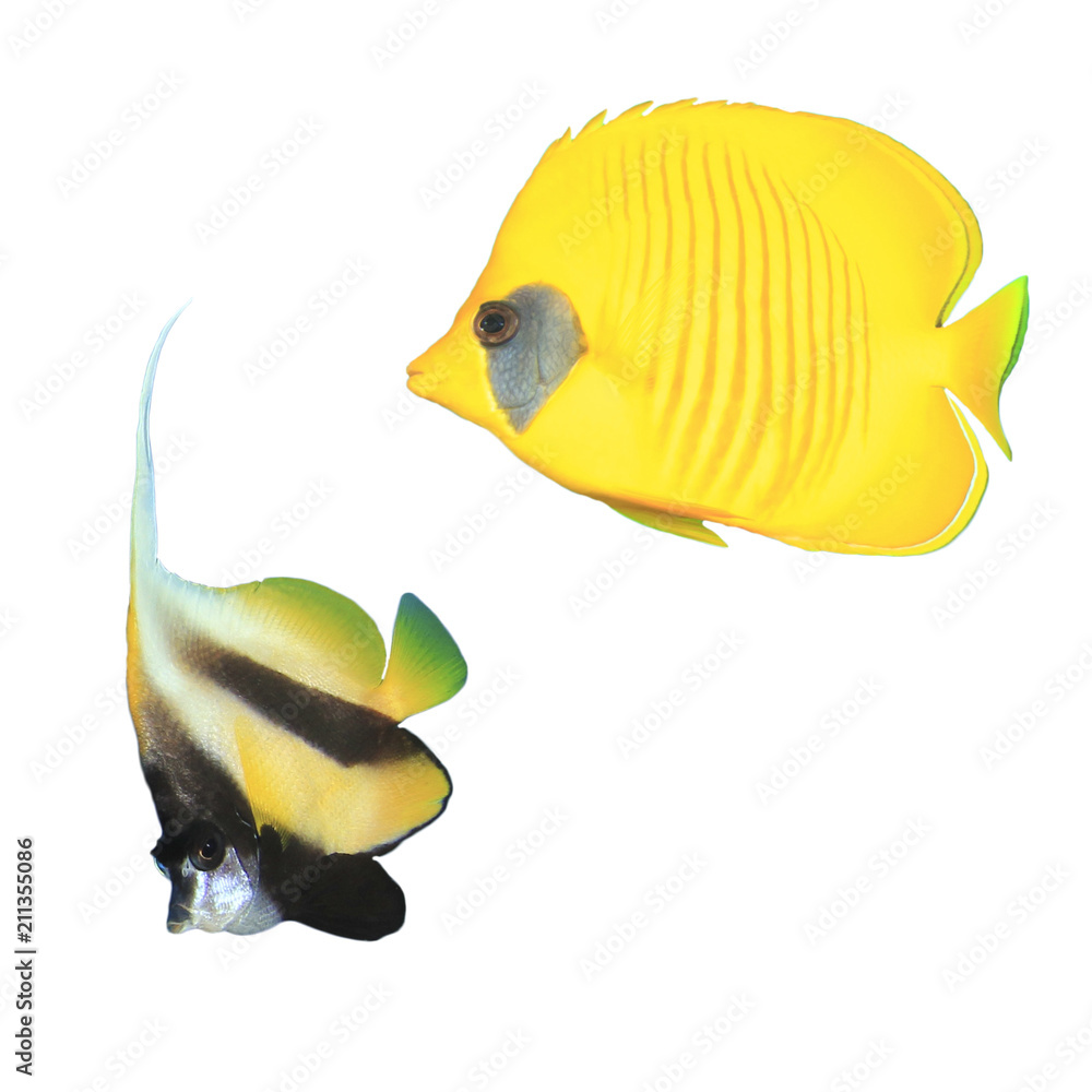 Tropical fish isolated. Butterflyfish and Bannerfish on white ...