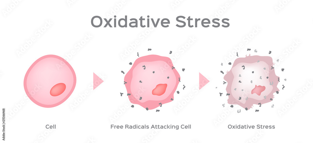 Oxidative Stress cell vector / free radical Stock Vector | Adobe Stock