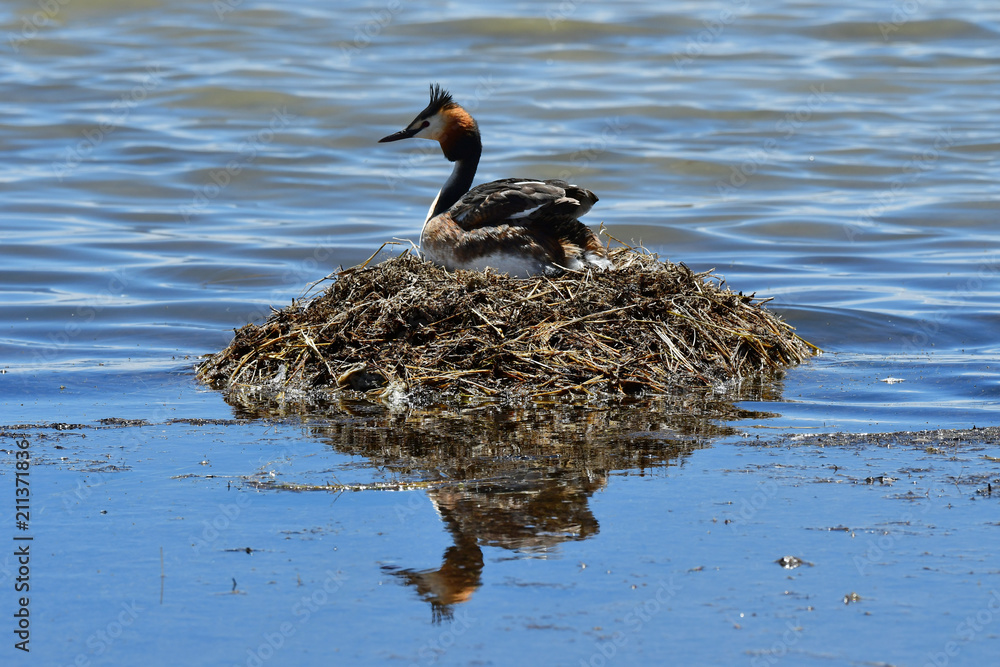 Duck Great crested grebe (Podiceps cristatus) on the nest. Tibet, lake ...