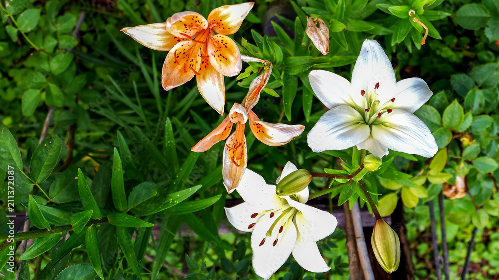 Blumen im Garten beleben unsere Sinne Stock Photo | Adobe Stock