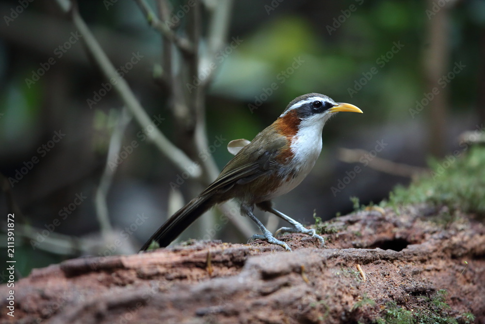 White-browed Scimitar-babbler (Pomatorhinus schisticeps annamensis) in Da lat, Vietnam Stock ...