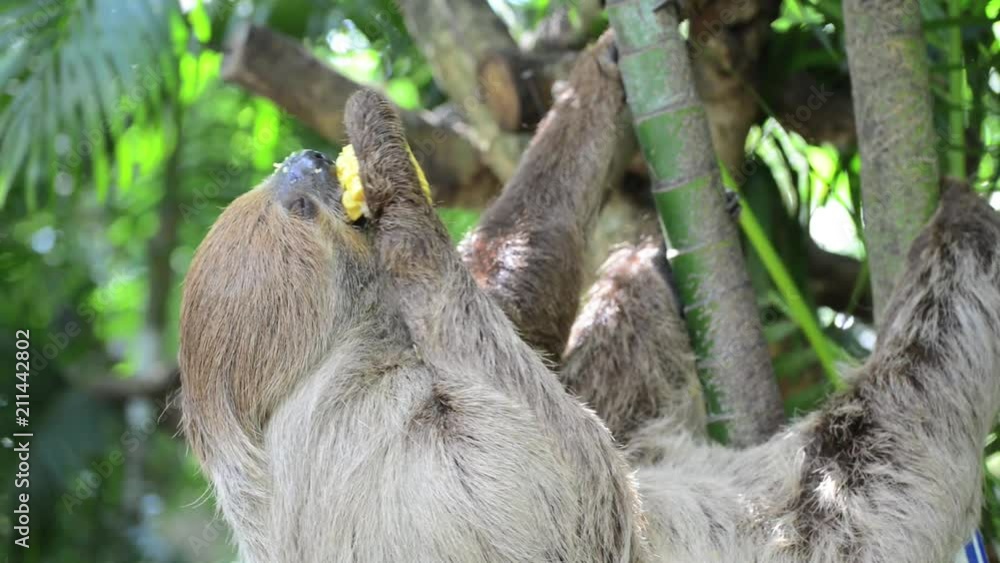 Sloth dwelt on the branches and hung his head, using his three toes on ...