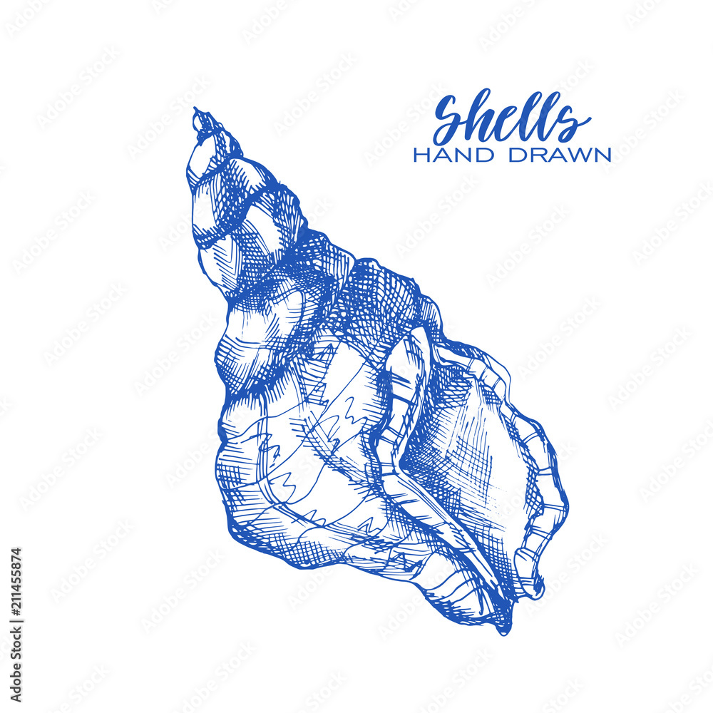 Vecteur Stock Seashell, mollusk,sea shell,nautilus, nature sea vector ...