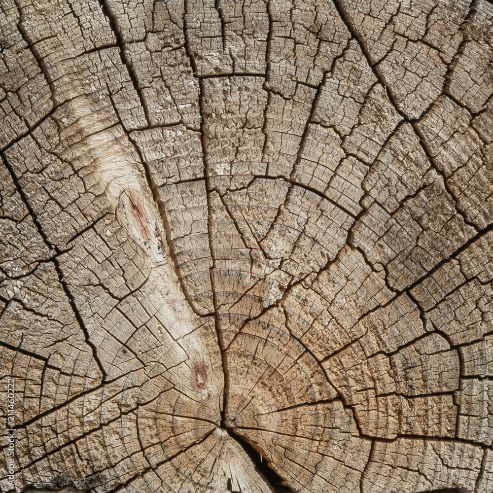 The surface of a transverse cut of a tree. Concentric texture of wood ...