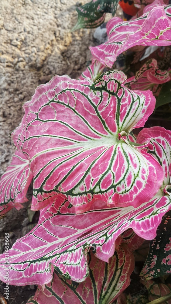 Colorful of caladium leaves,tropical tree (Queen of the Leafy Plants ...