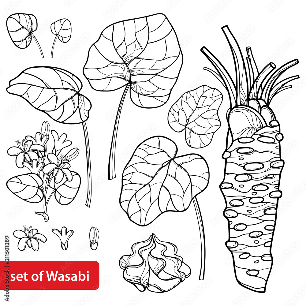 Vector set of outline Wasabi or Japanese horseradish, leaf, root, raw ...