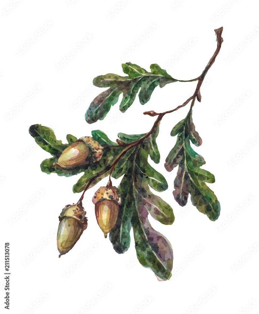 Acorn Botanical Drawing