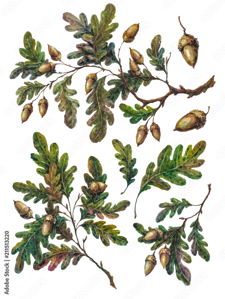 Watercolor handsketched collection of oak tree branches, twigs, leaves ...