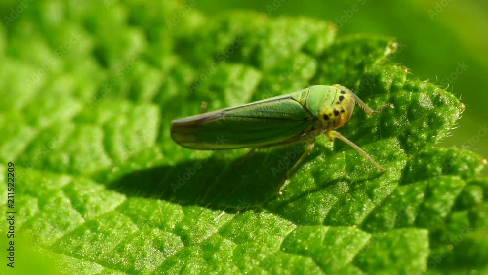Close-up of the Caucasian little and green cicadas Cicadella viridis ...