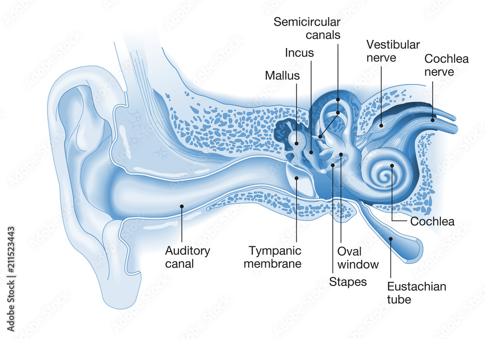 Ear anatomy, medical illustration with caption Stock Illustration ...