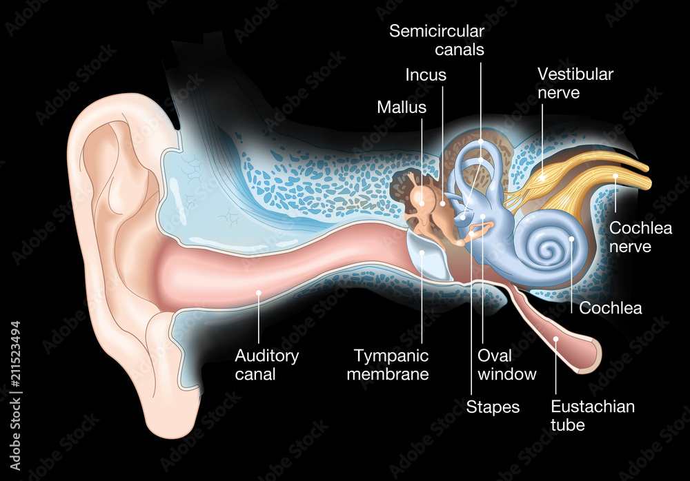 Ear anatomy, medical illustration with caption, black Stock ...