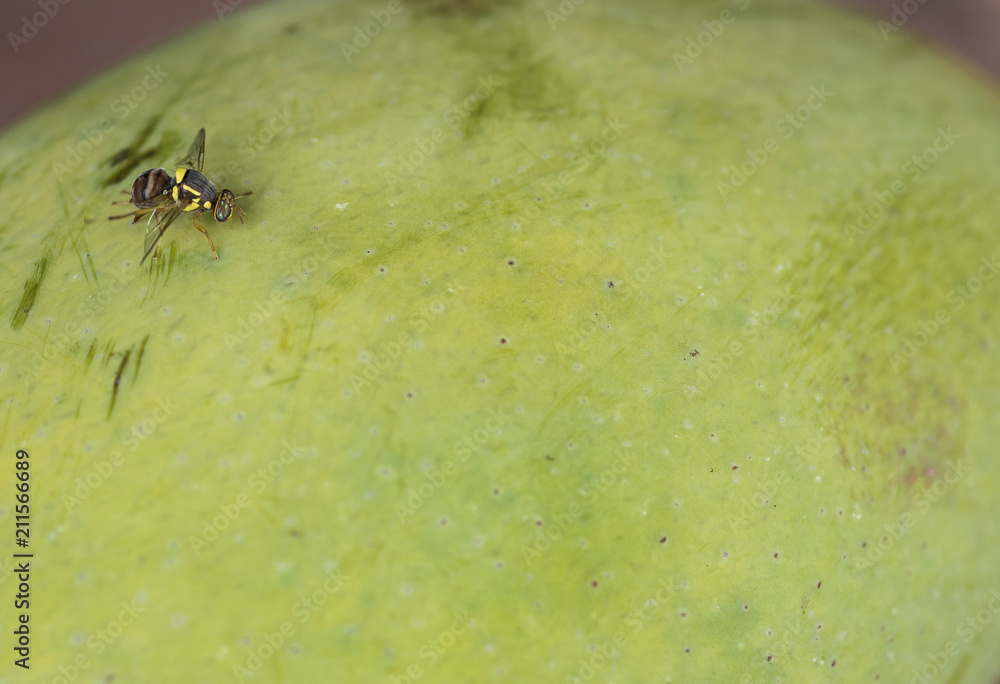 Fruit Fly's being attracted to rotting mango laying eggs in the soft ...