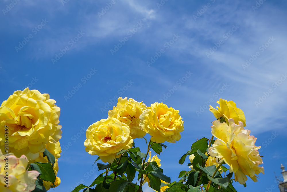 Blooming beautiful bunch of yellow roses flower with green leaves on ...
