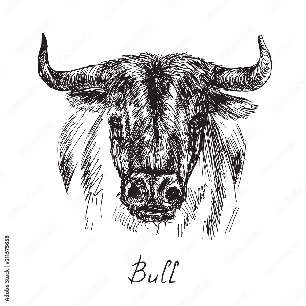 Black bull portrait, hand drawn ink doodle, sketch, vector black and ...