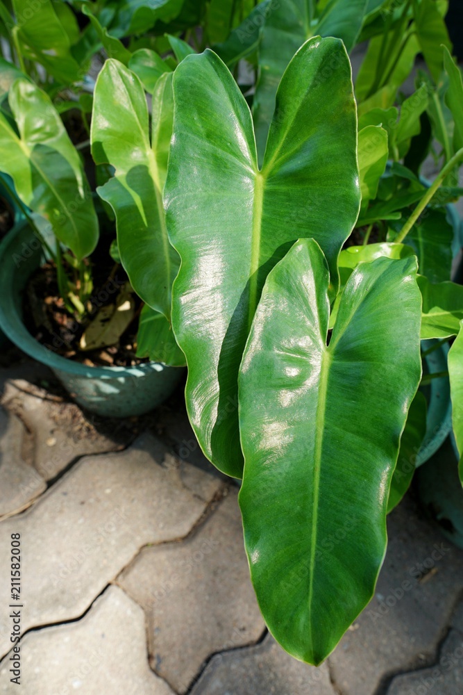 Green leaves with sunlight as a background in the forest (Syngonium ...