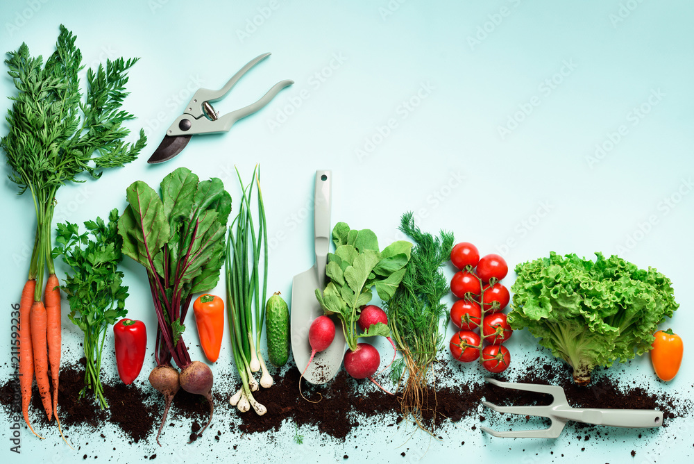 Organic vegetables and garden tools on blue background with copy space ...