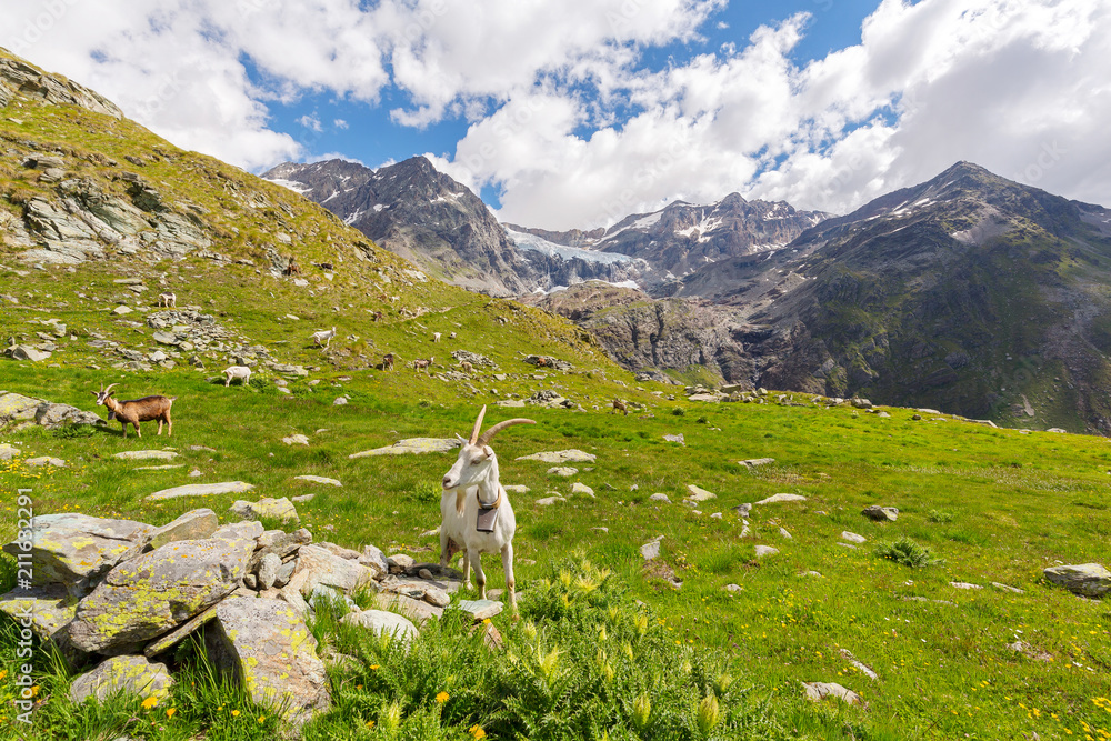 Foto Stock Capre al pascolo in alta montagna | Adobe Stock