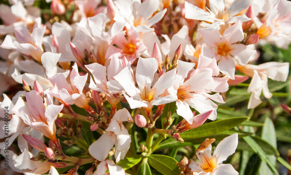 Sweet oleander, Rose bay flower with leave. (Nerium oleander L.) Stock ...