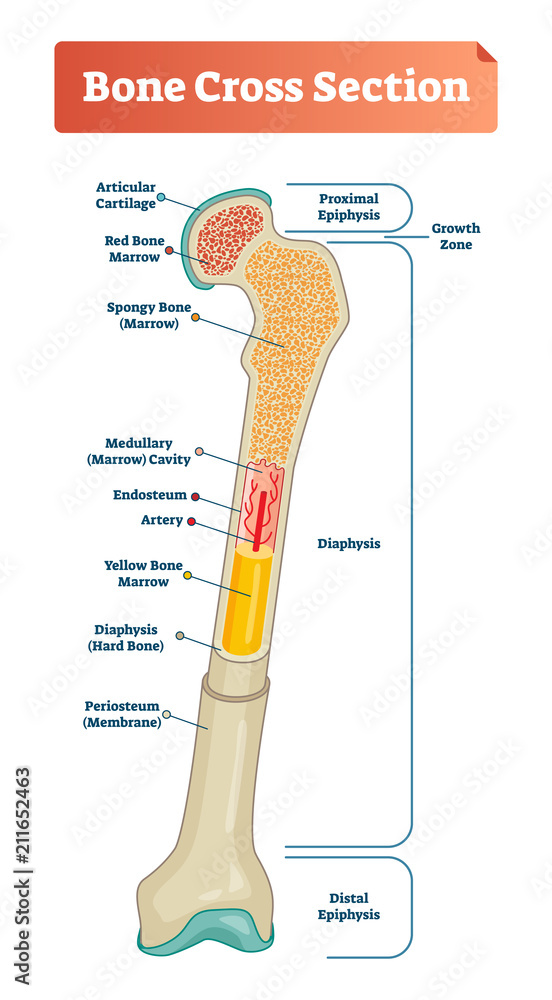 Vector Illustration Scheme Of Bone Cross Section Diagram With Vector Illustration Scheme Of Bone Cross Section Diagram With