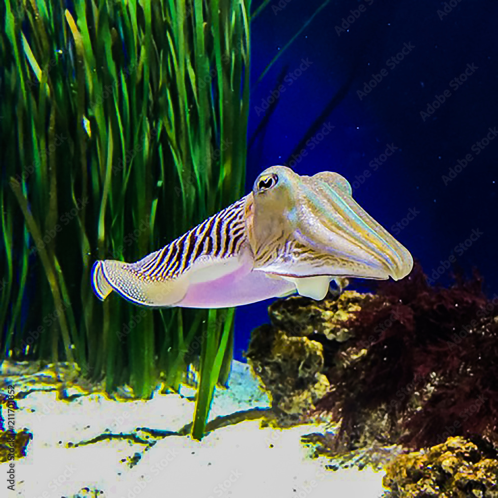 Cuttlefish Stock Photo | Adobe Stock