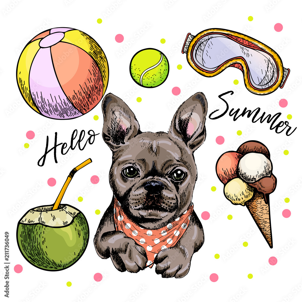 Vector portrait of French bulldog dog. Hello summer cartoon ...